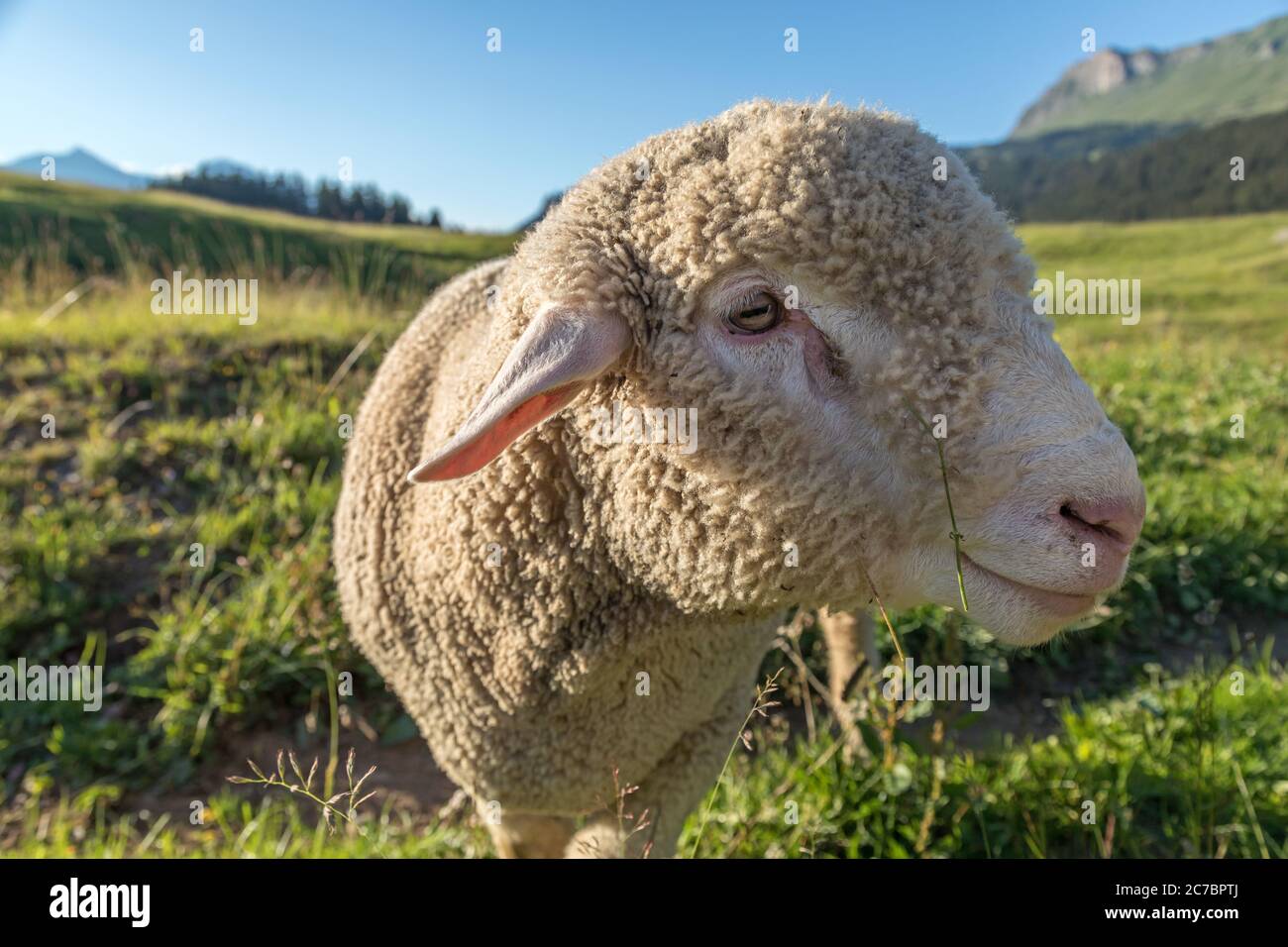 Male sheep hi-res stock photography and images - Alamy