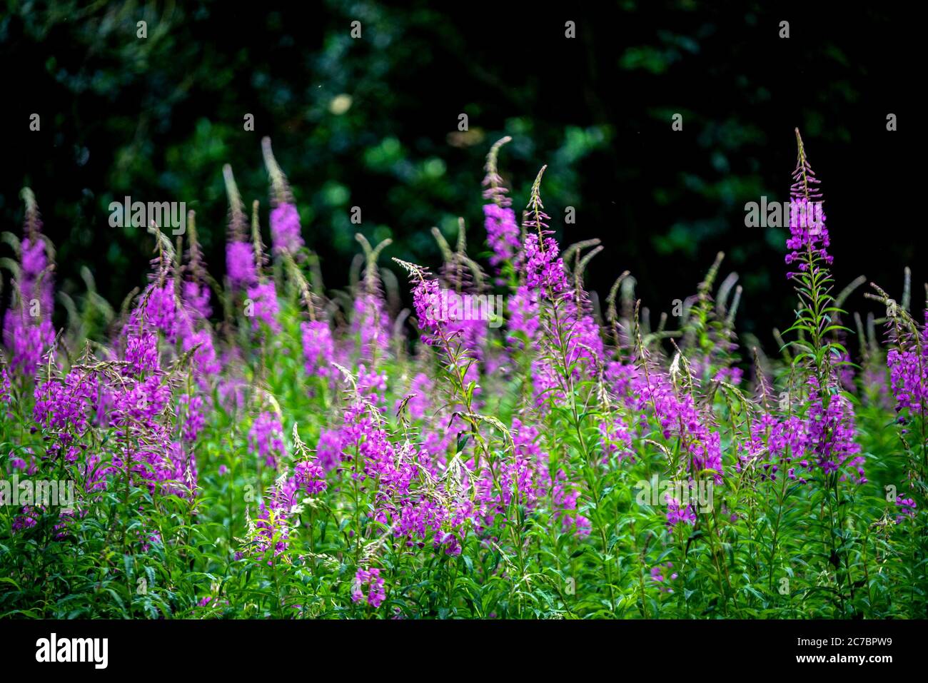 Denne road hi-res stock photography and images - Alamy