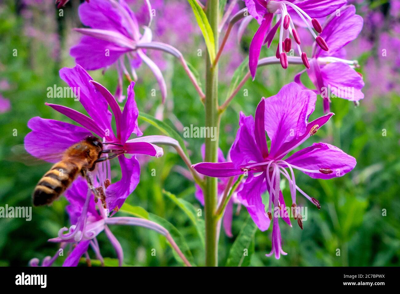Horsham UK: Denne Road Cemetery Stock Photo - Alamy