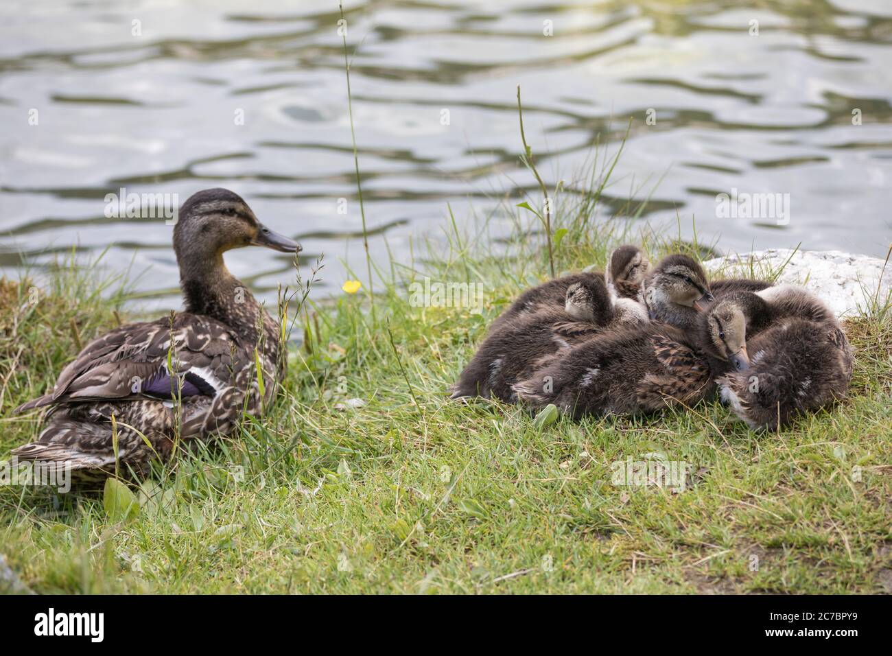 Ducklings on meadow hi-res stock photography and images - Alamy