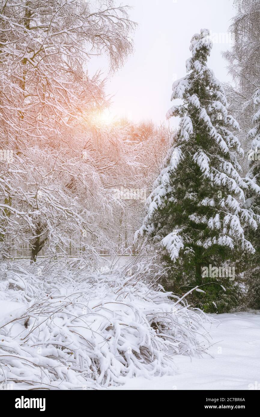 Snow-covered trees in the city park.trees in the winter Stock Photo - Alamy