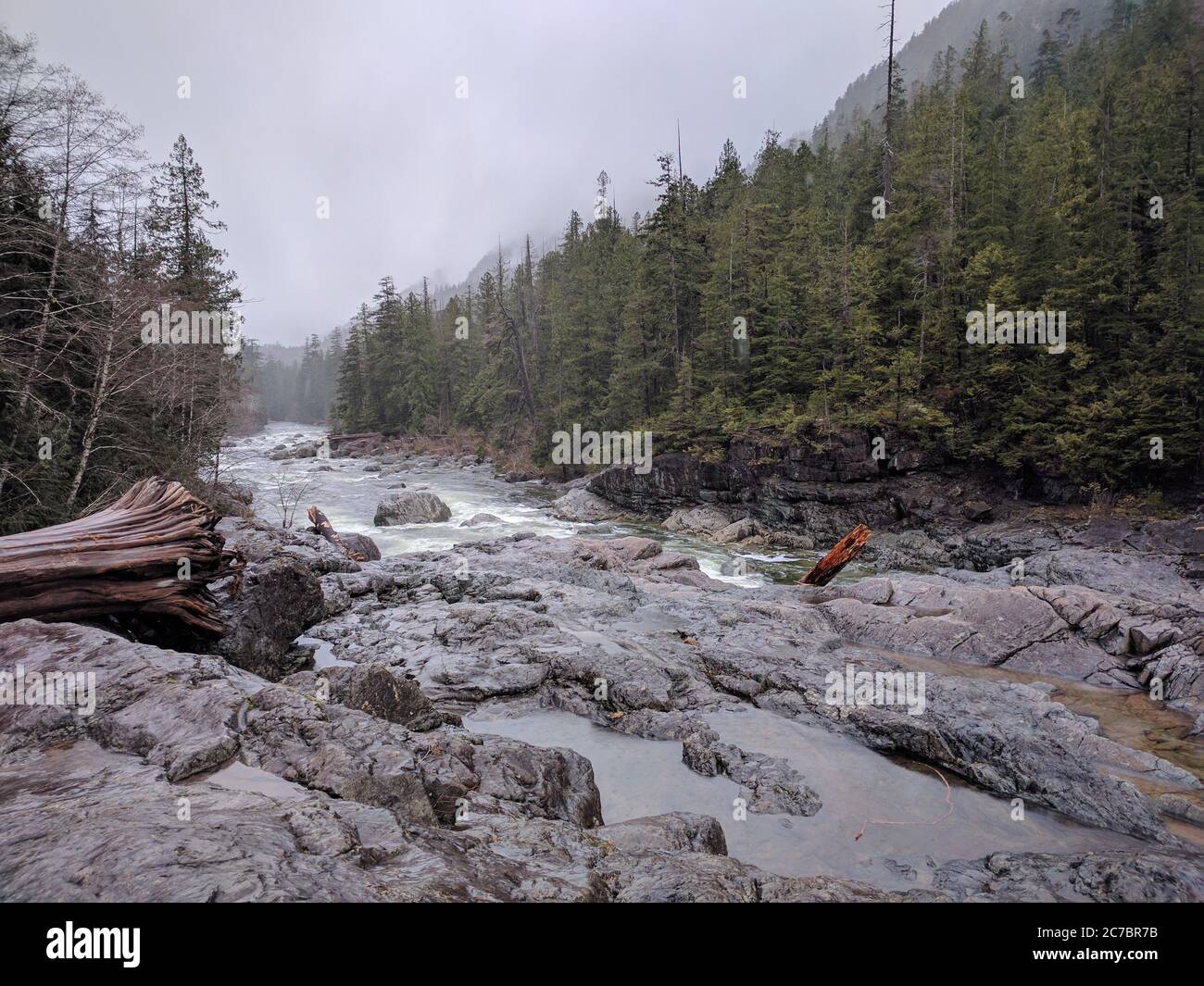 Landscape shot of a river flowing between lines of trees in a forest ...