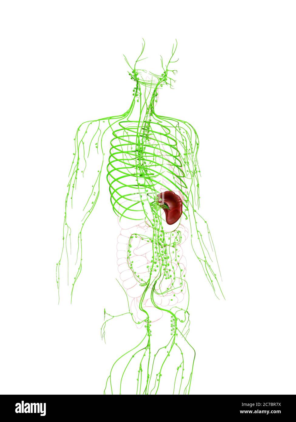 3d rendered medically accurate illustration of the lymphatic system ...