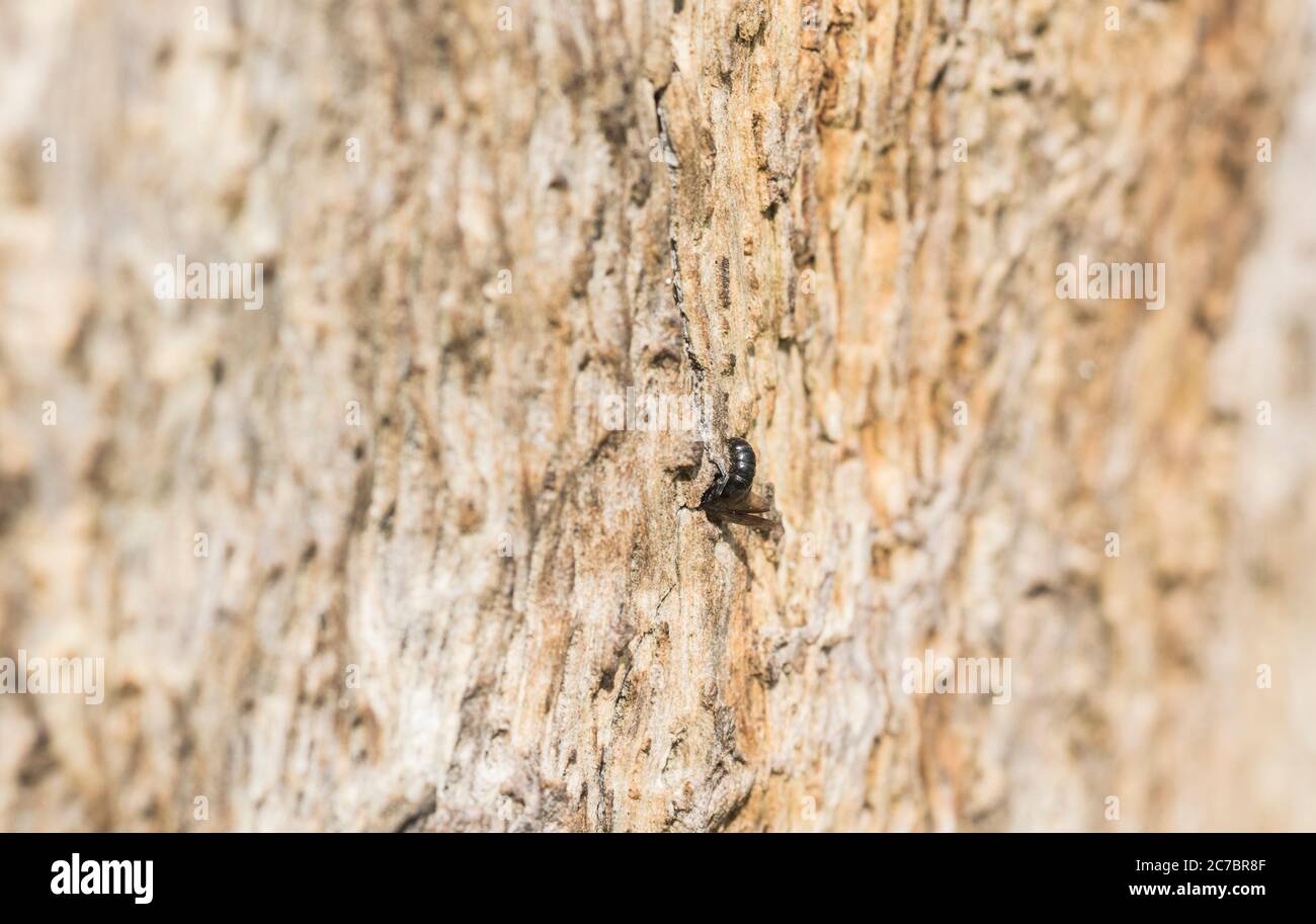 More than a hundred species hi-res stock photography and images - Alamy