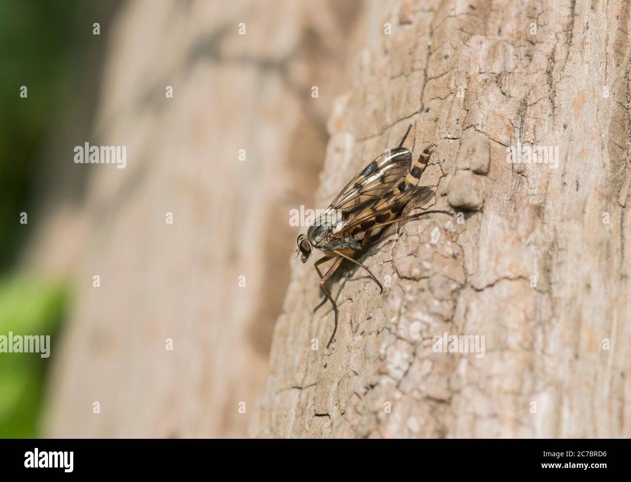 Snipe fly uk hi-res stock photography and images - Alamy