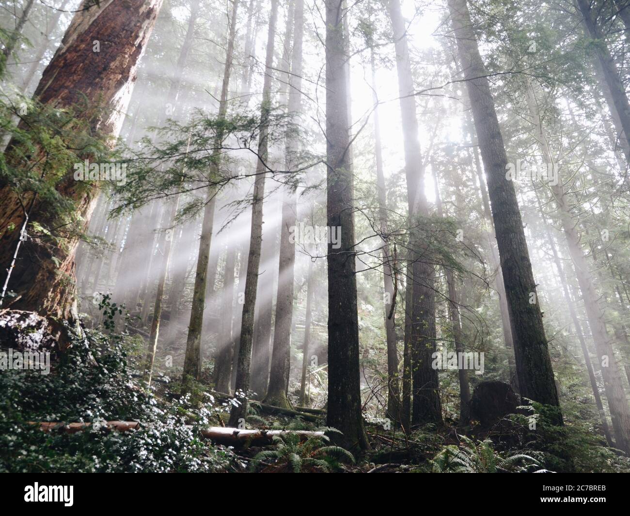 Light seeping through hi-res stock photography and images - Alamy Light seeping through hi-res stock photography and images - Alamy