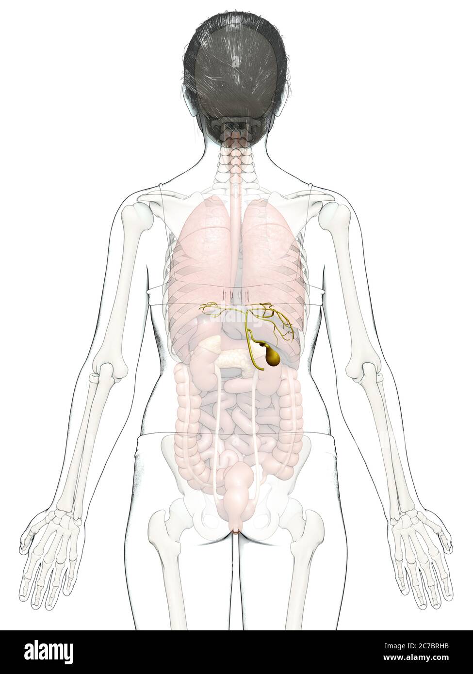 3d rendered medically accurate illustration of female Organs ...