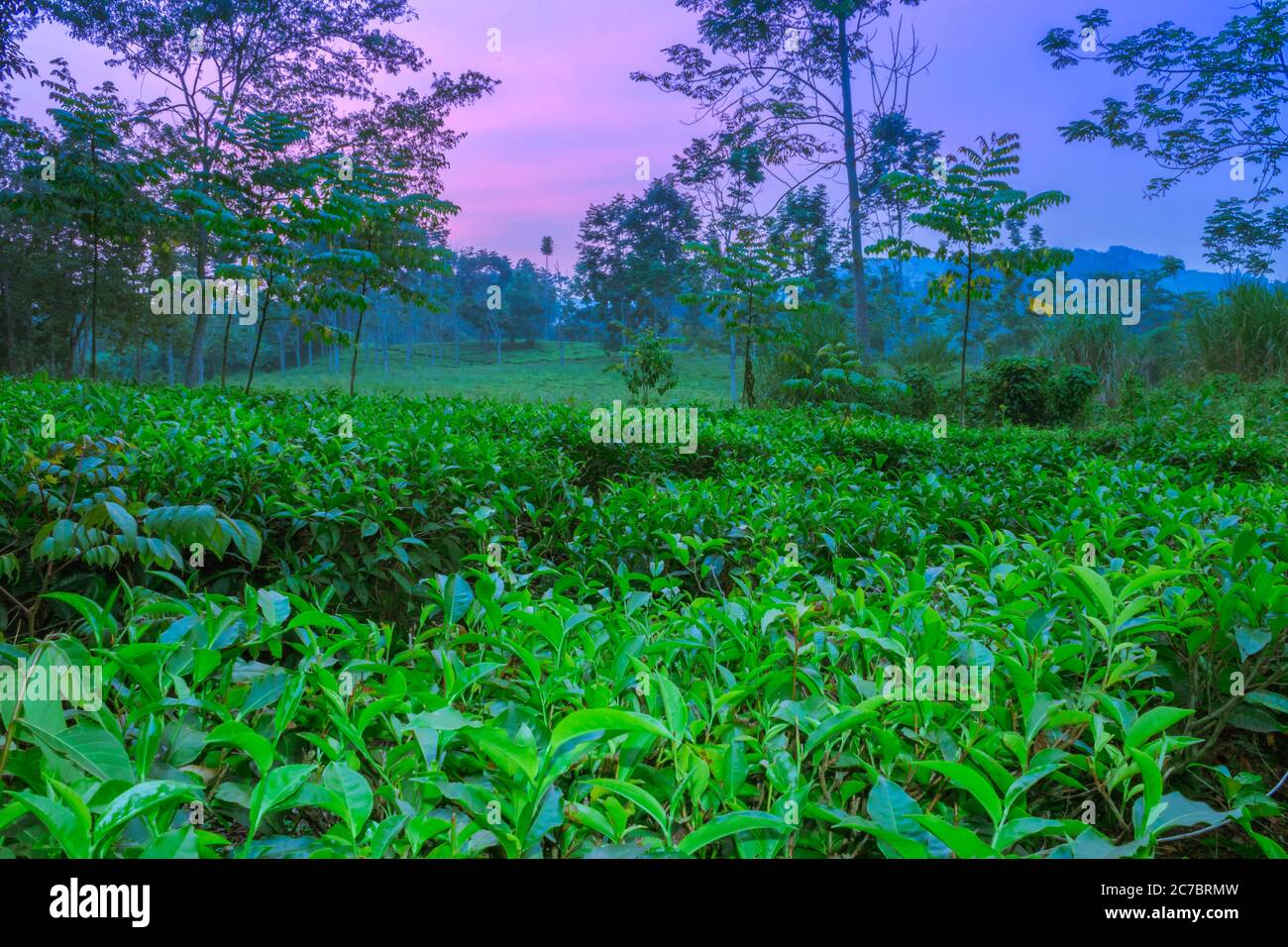 Sunset view of a tea (Camellia sinensis) plantation, Rweteera, Fort ...