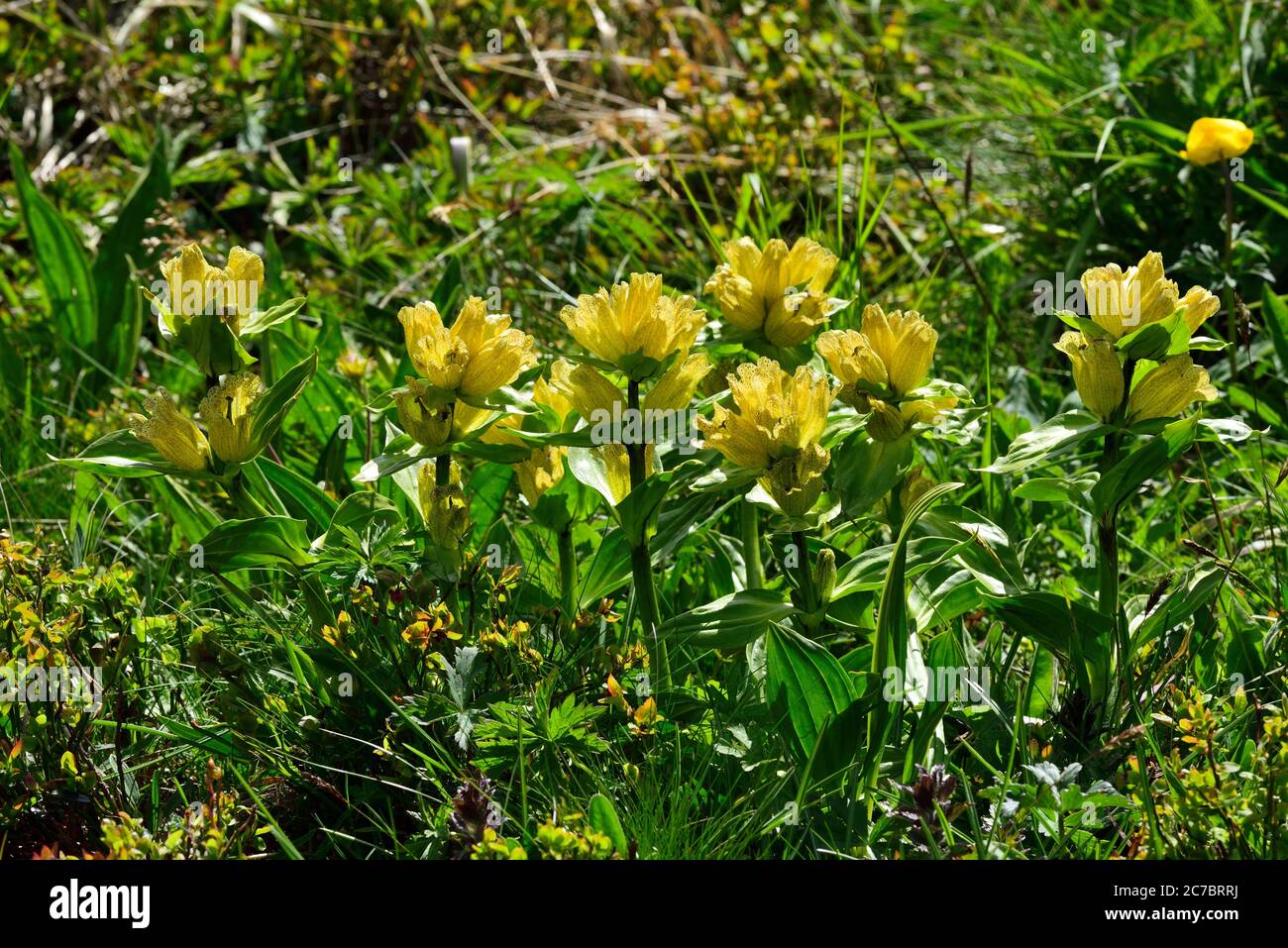 The spotted Gentian, Gentiana punctata, Gentianaceae, cluster ...