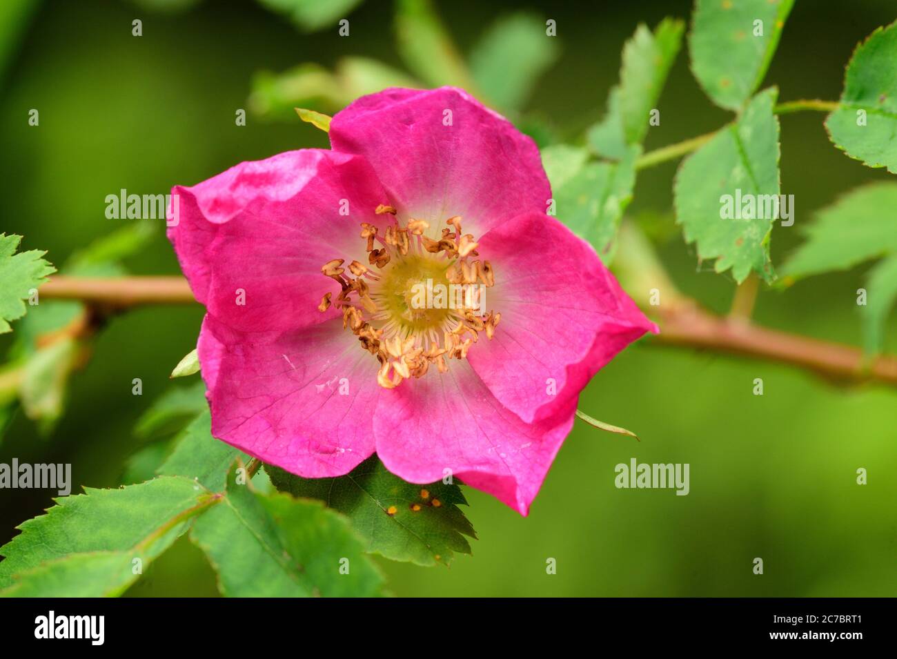 Alpine rose (rosa pendulina) hi-res stock photography and images - Alamy