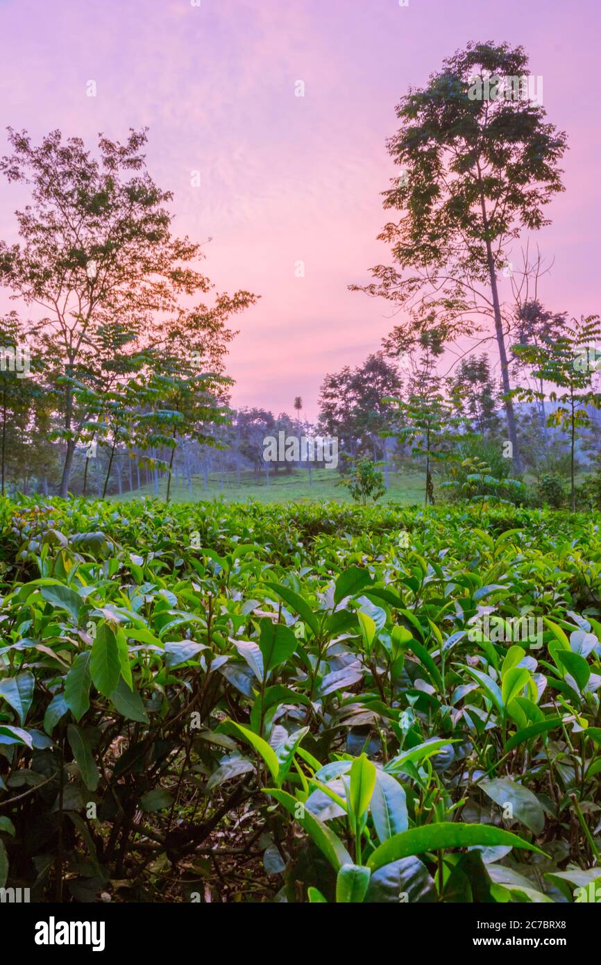 Tea Plantation Uganda High Resolution Stock Photography and Images - Alamy