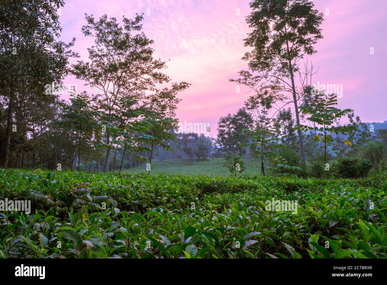 Sunset view of a tea (Camellia sinensis) plantation, Rweteera, Fort ...
