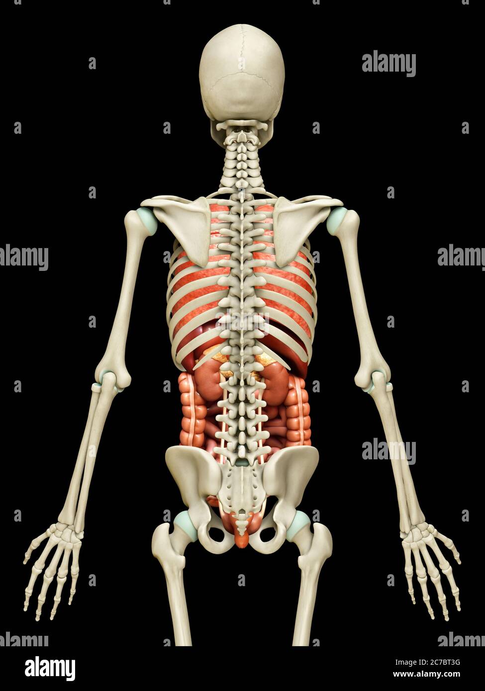3d rendered medically accurate illustration of female Internal organs ...
