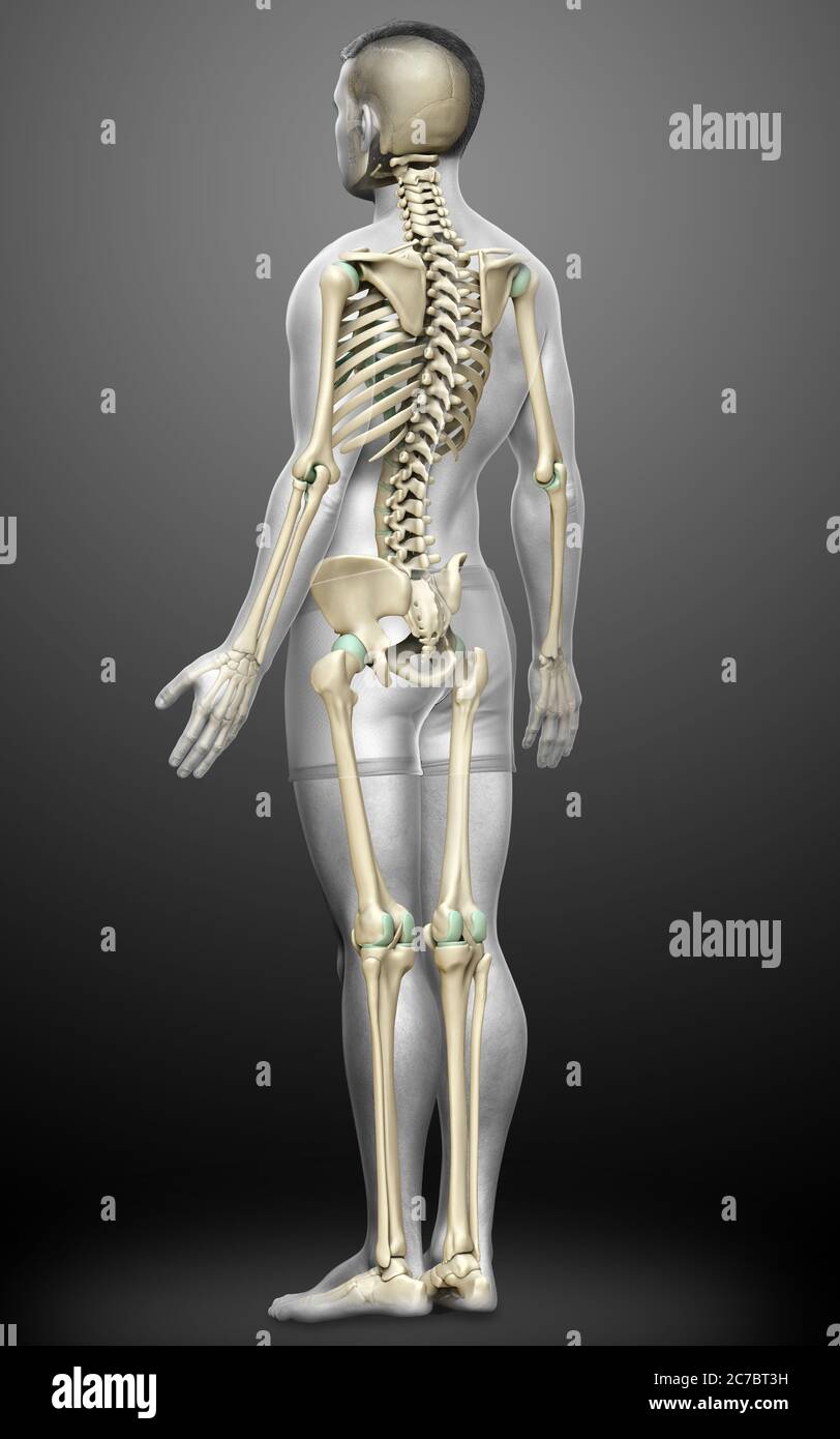 3d rendered, medically accurate illustration of a male skeleton system ...
