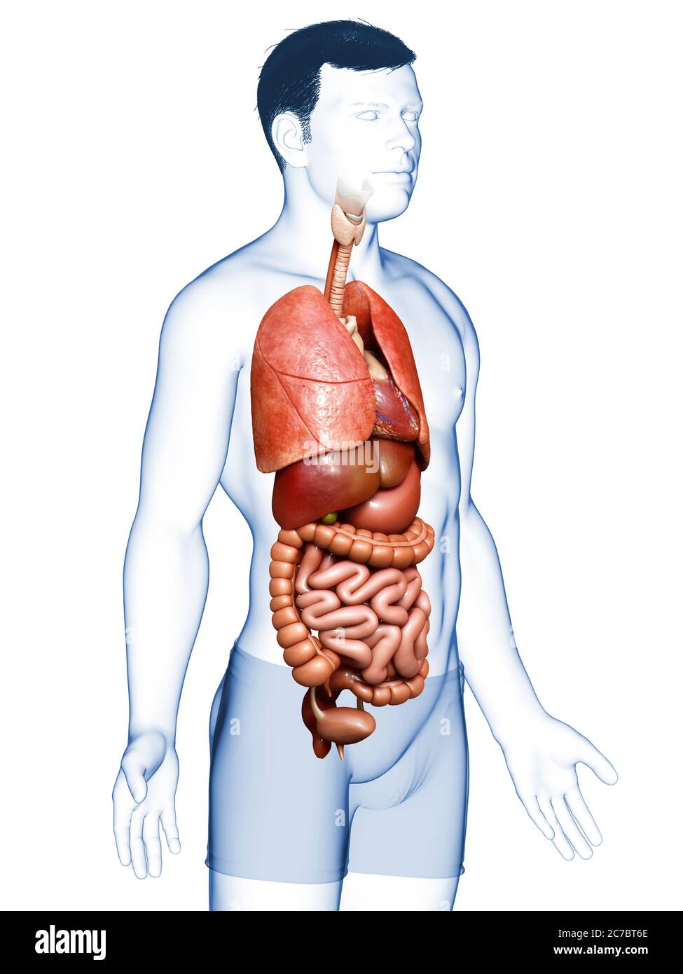 3d rendered medically accurate illustration of male Internal organs ...