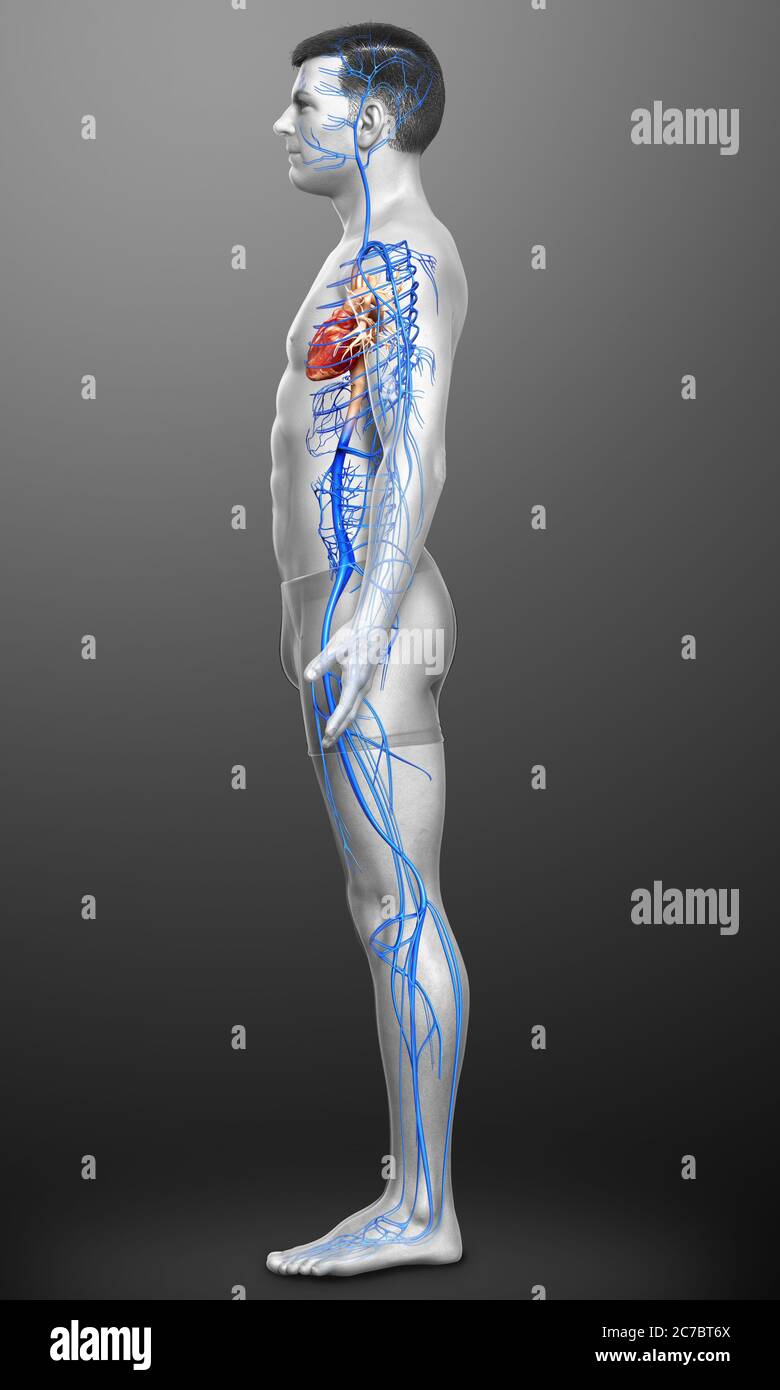 3d rendered medically accurate illustration of a male Veins anatomy ...