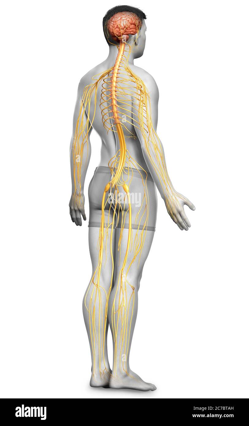 3d rendered medically accurate illustration of a male nervous system ...
