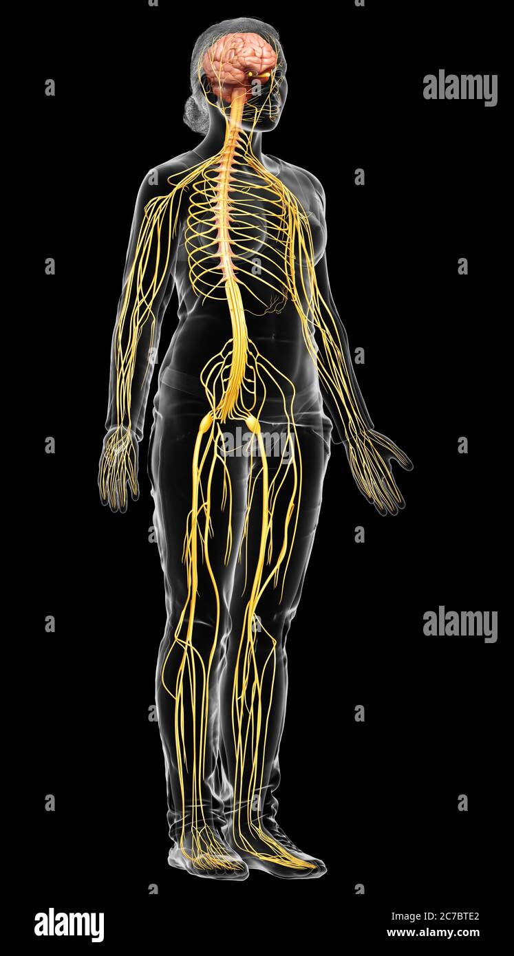 3d rendered medically accurate illustration of a female nervous system ...
