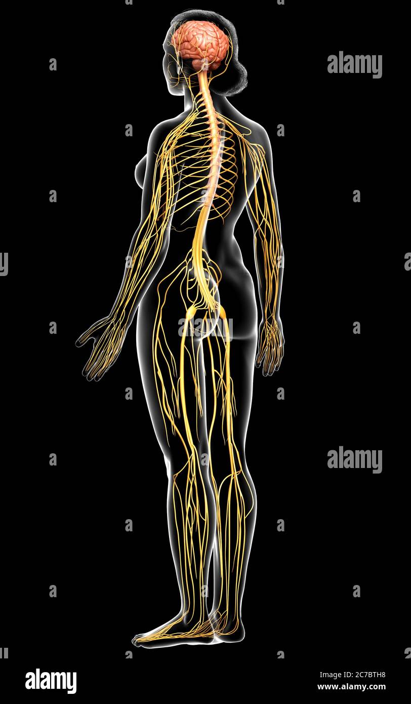 3d rendered medically accurate illustration of a female nervous system ...