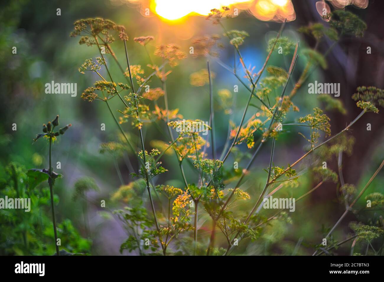 twinkling lights vivid color blurred bokeh spring from leaf background. Abstract nature and soft ...