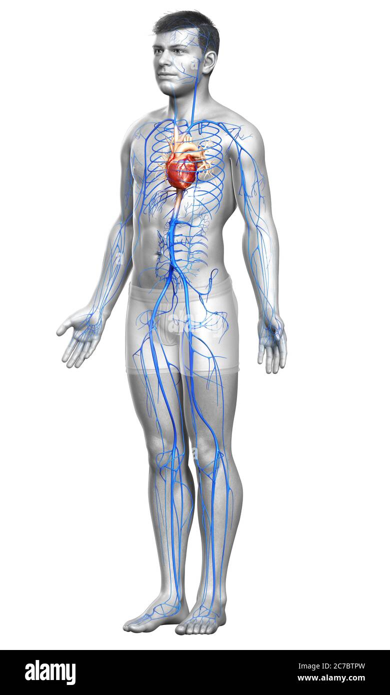 3d rendered medically accurate illustration of a male Veins anatomy ...