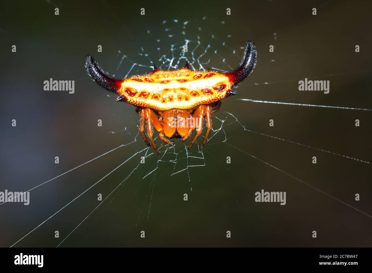 Yellow and orange horned star spider (Gasteracantha thorelli) sitting ...
