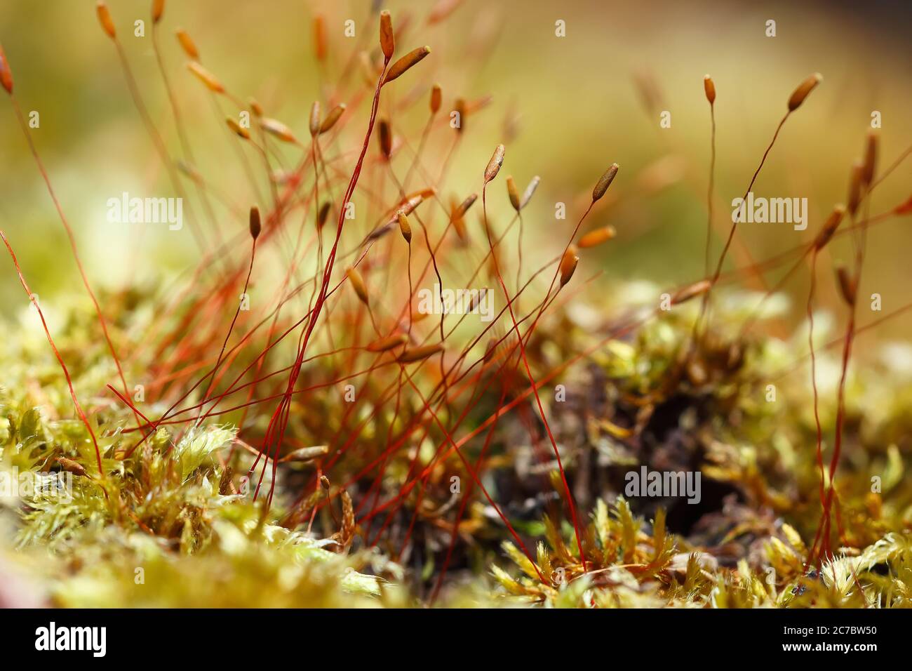 moss spores close up. Extreme close up shoot Stock Photo - Alamy