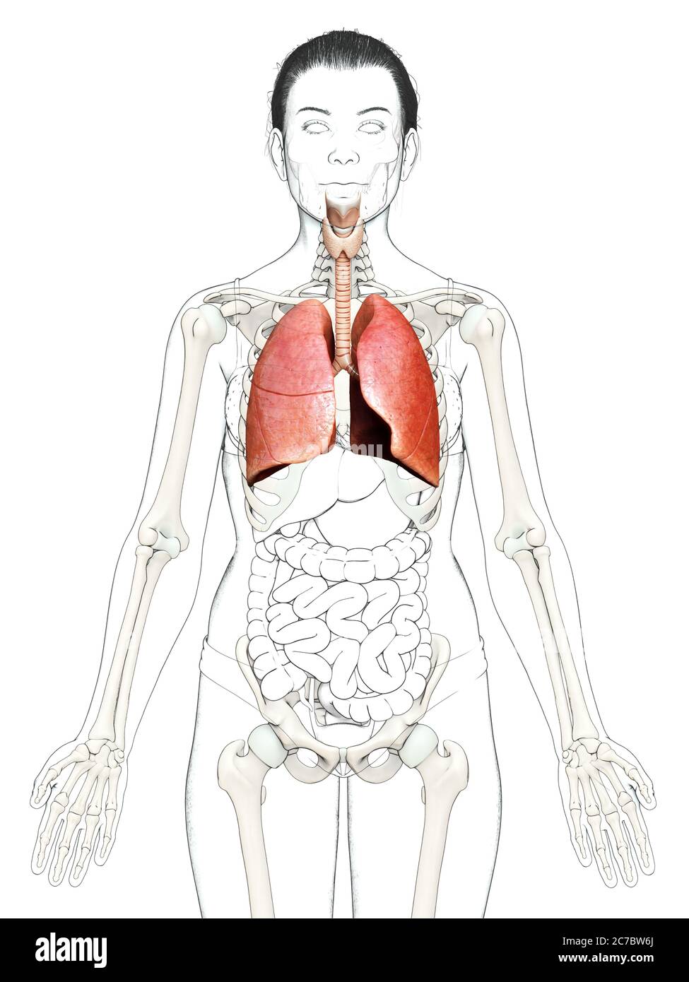 3d rendered, medically accurate illustration of a female lung anatomy ...
