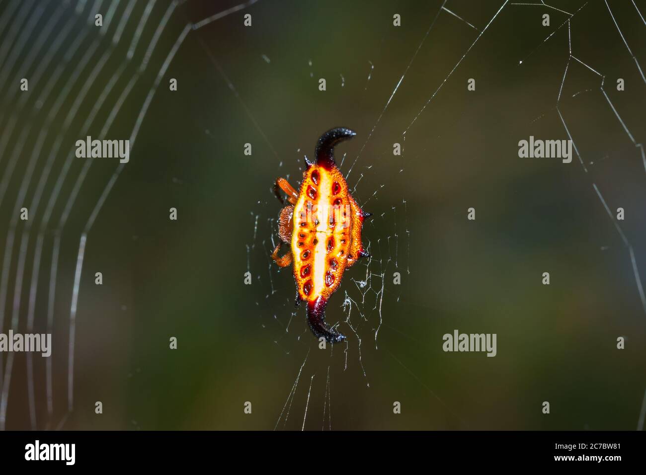 Yellow and orange horned star spider (Gasteracantha thorelli) sitting ...