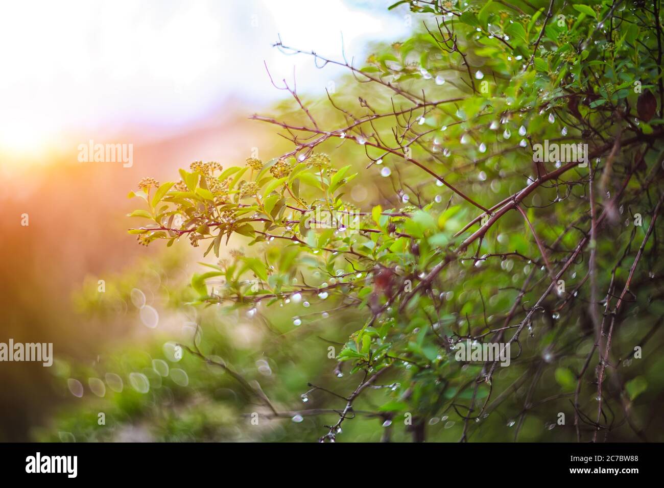 twinkling lights vivid color blurred bokeh spring from leaf background. Abstract nature and soft ...