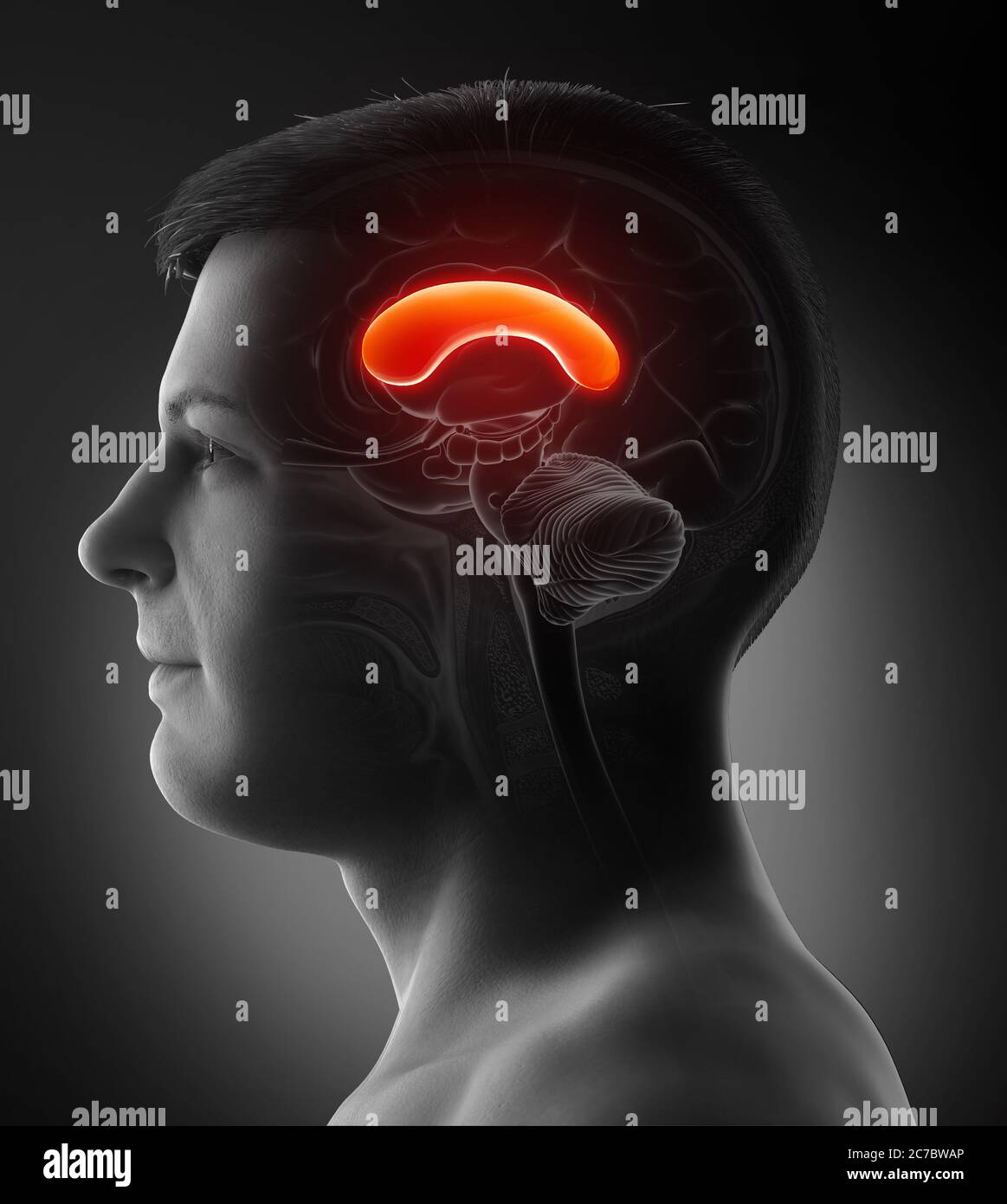 3d rendered medically accurate illustration of a male brains anatomy ...