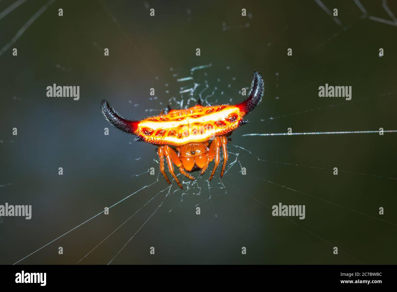 Yellow and orange horned star spider (Gasteracantha thorelli) sitting ...
