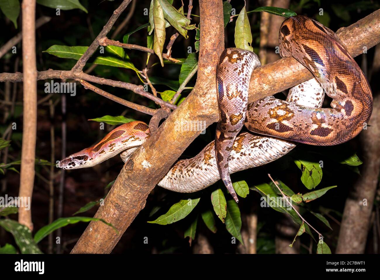 Madagascar ground boa (Acrantophis madagascariensis) in a tree, Nosy ...