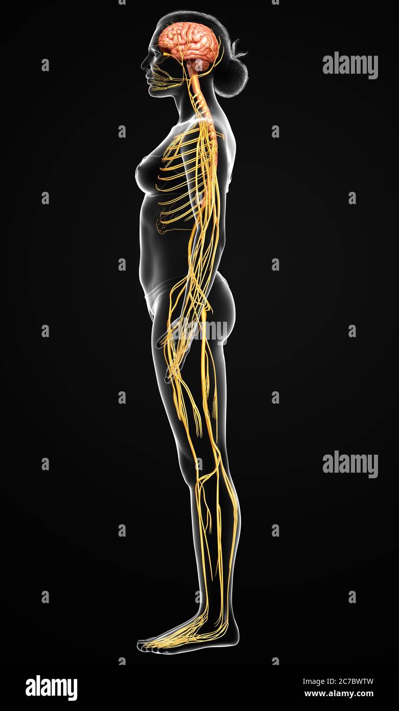 3d rendered medically accurate illustration of a female nervous system ...