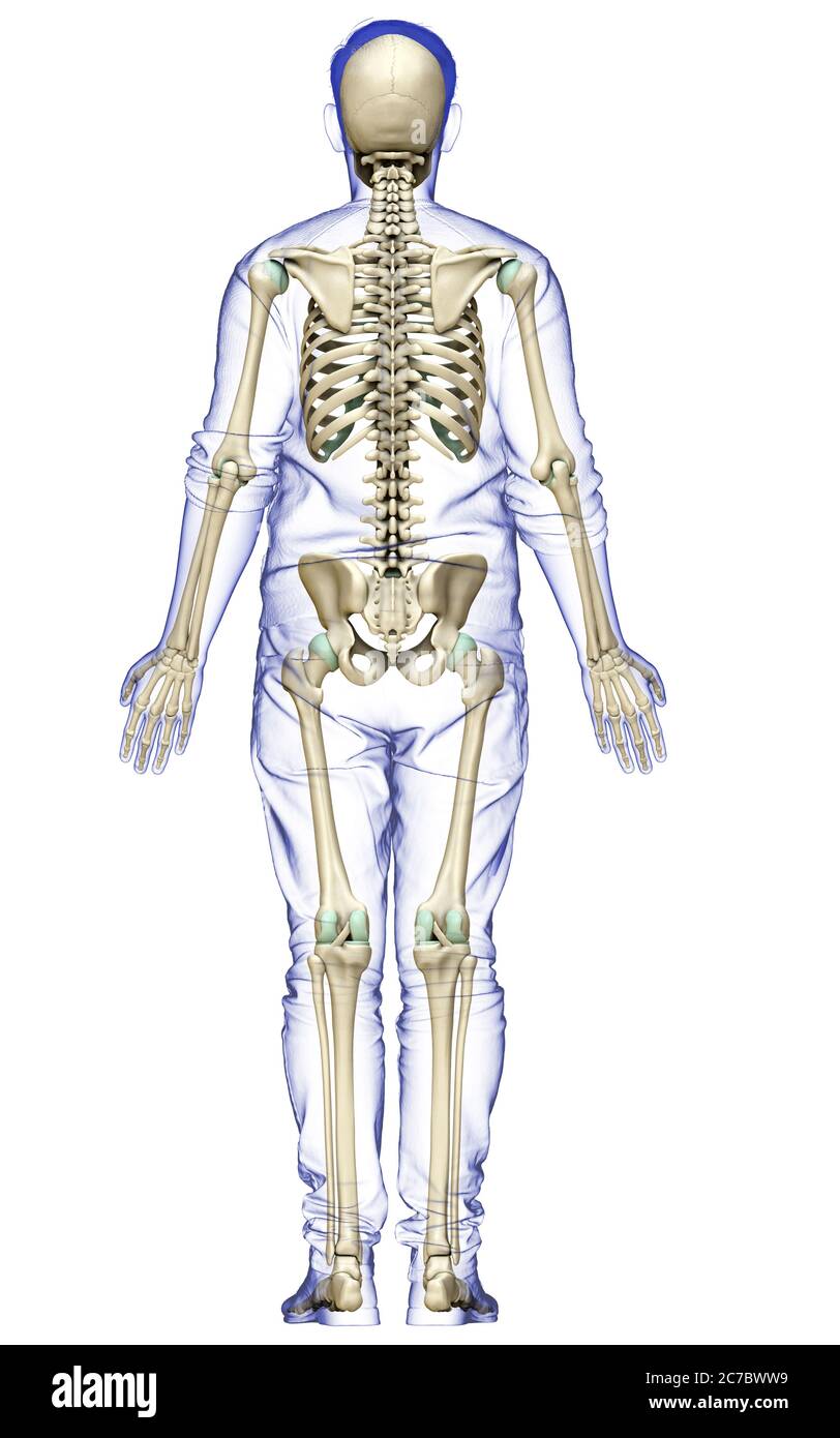 3d rendered, medically accurate illustration of a male skeleton system ...