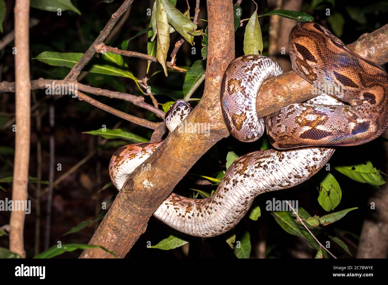 Acrantophis madagascariensis hi-res stock photography and images - Alamy