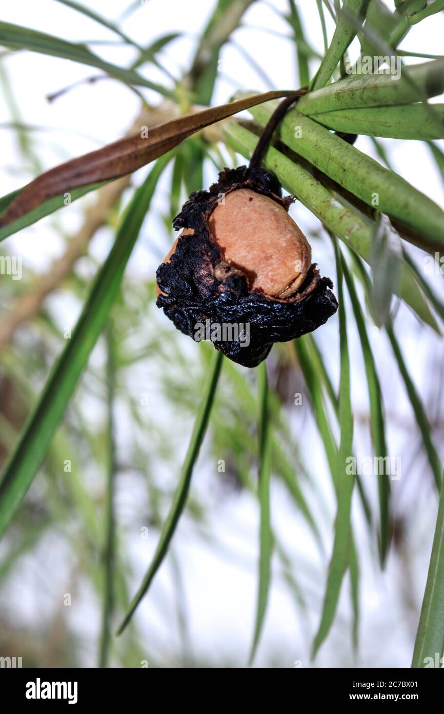 A yellow oleander (Cascabela thevetia) flower and plant growing, Uganda ...