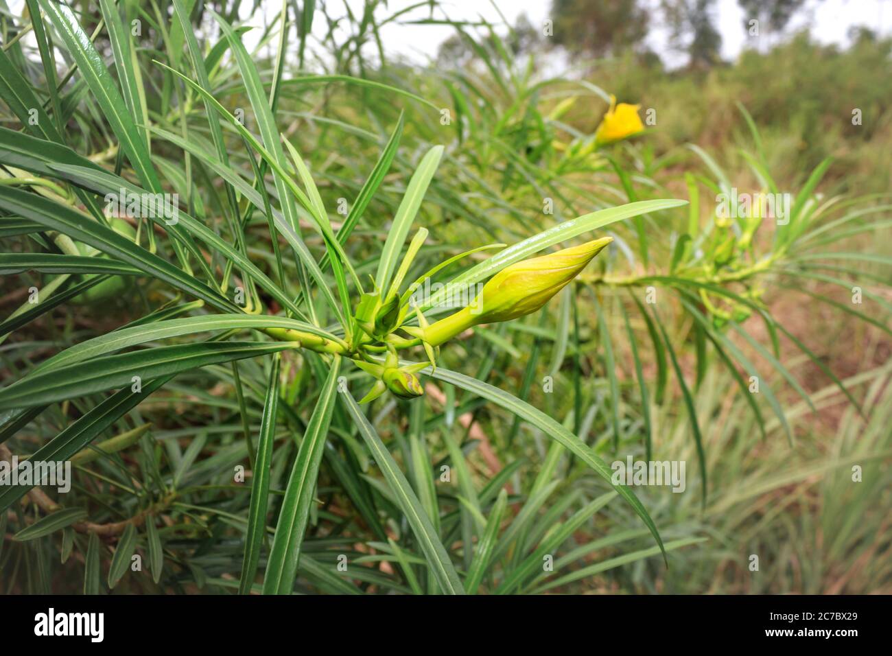 A yellow oleander (Cascabela thevetia) flower and plant growing, Uganda ...