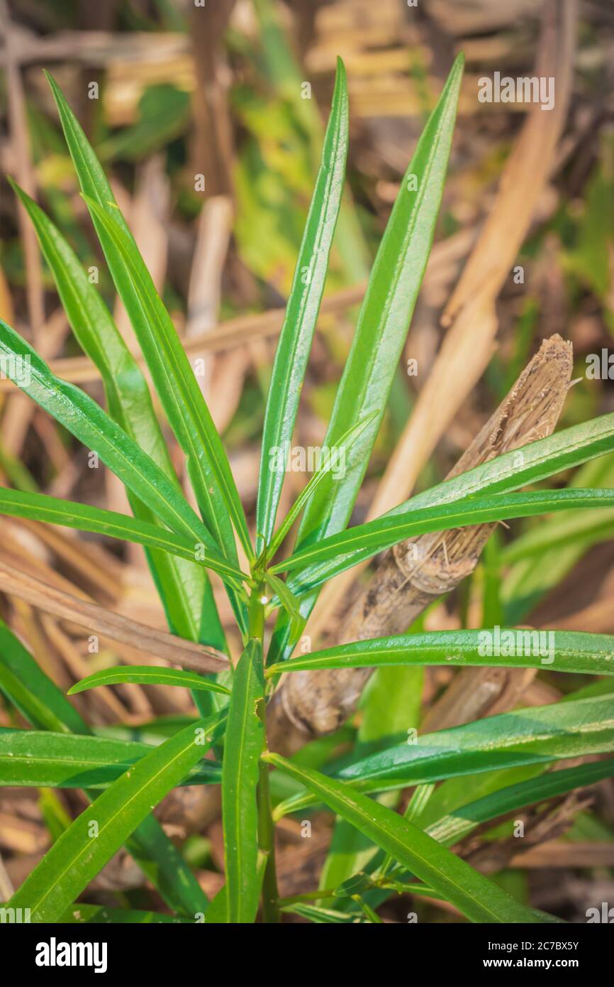 A yellow oleander (Cascabela thevetia) flower and plant growing, Uganda ...