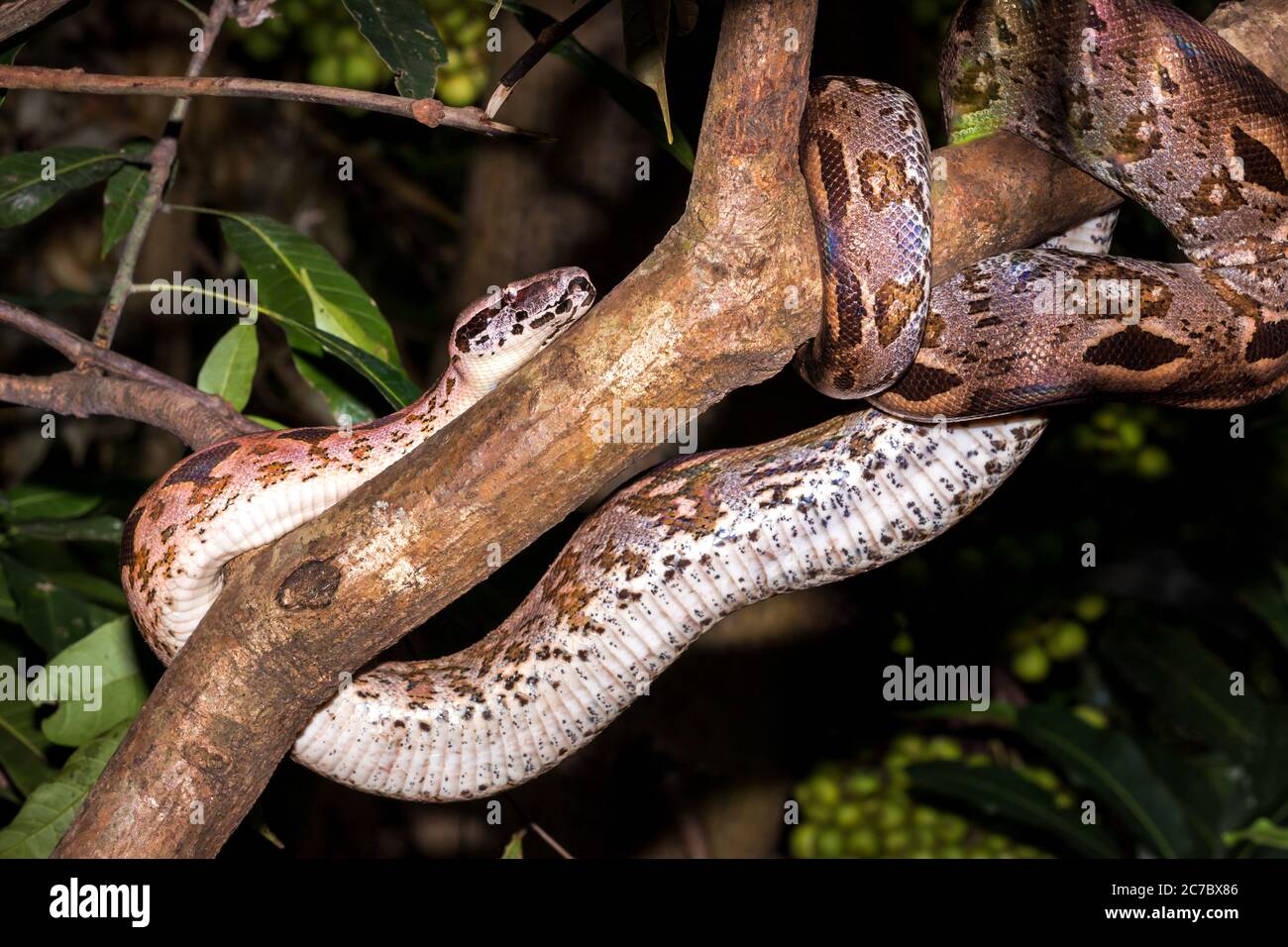 Madagascar ground boa (Acrantophis madagascariensis) in a tree, Nosy ...