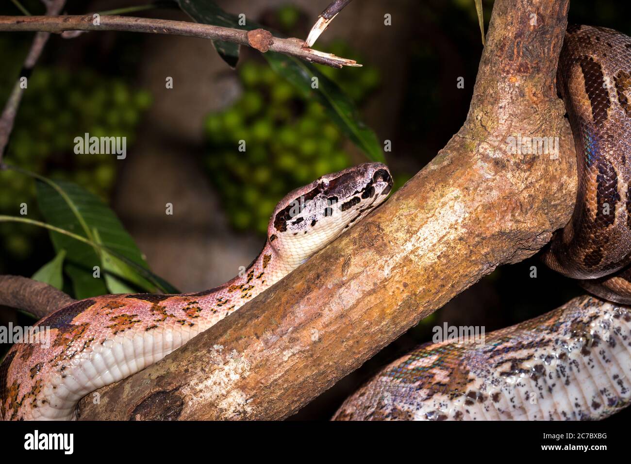 Madagascar ground boa (Acrantophis madagascariensis) in a tree, Nosy ...