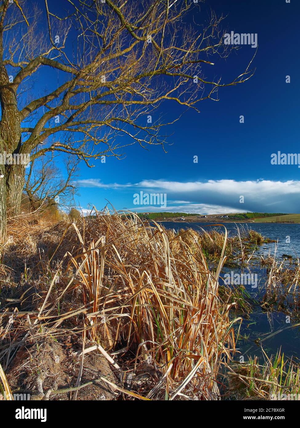 Dry reed at lake shore. Spring sunny day Stock Photo - Alamy