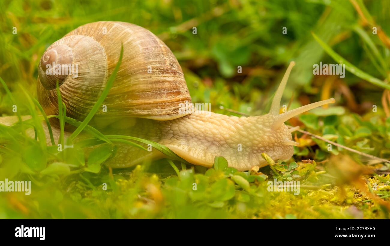 Big garden snail in shell hi-res stock photography and images - Alamy