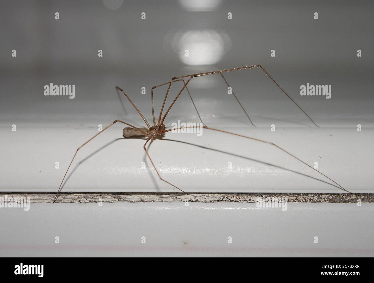 Spider in the bathroom Stock Photo - Alamy