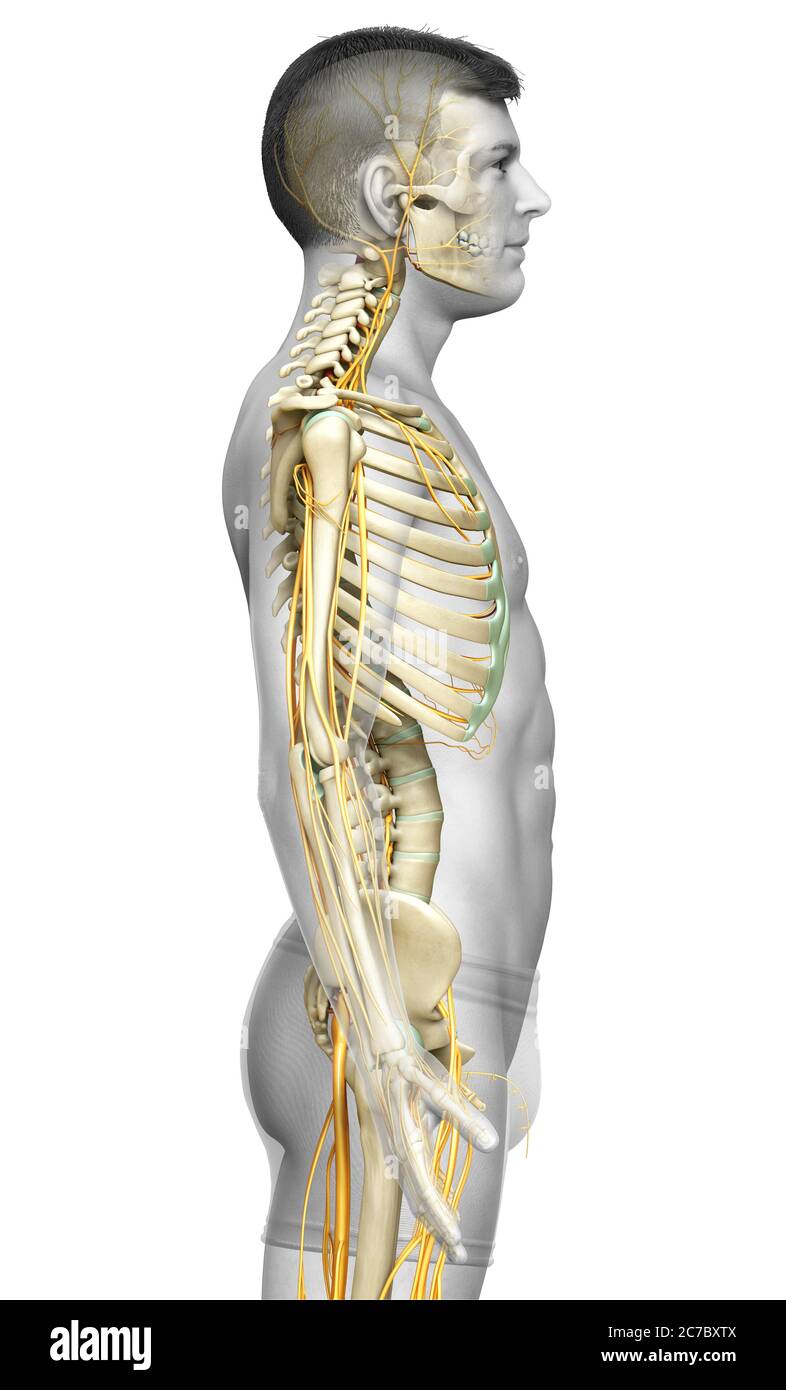 3d rendered medically accurate illustration of the nervous system and ...