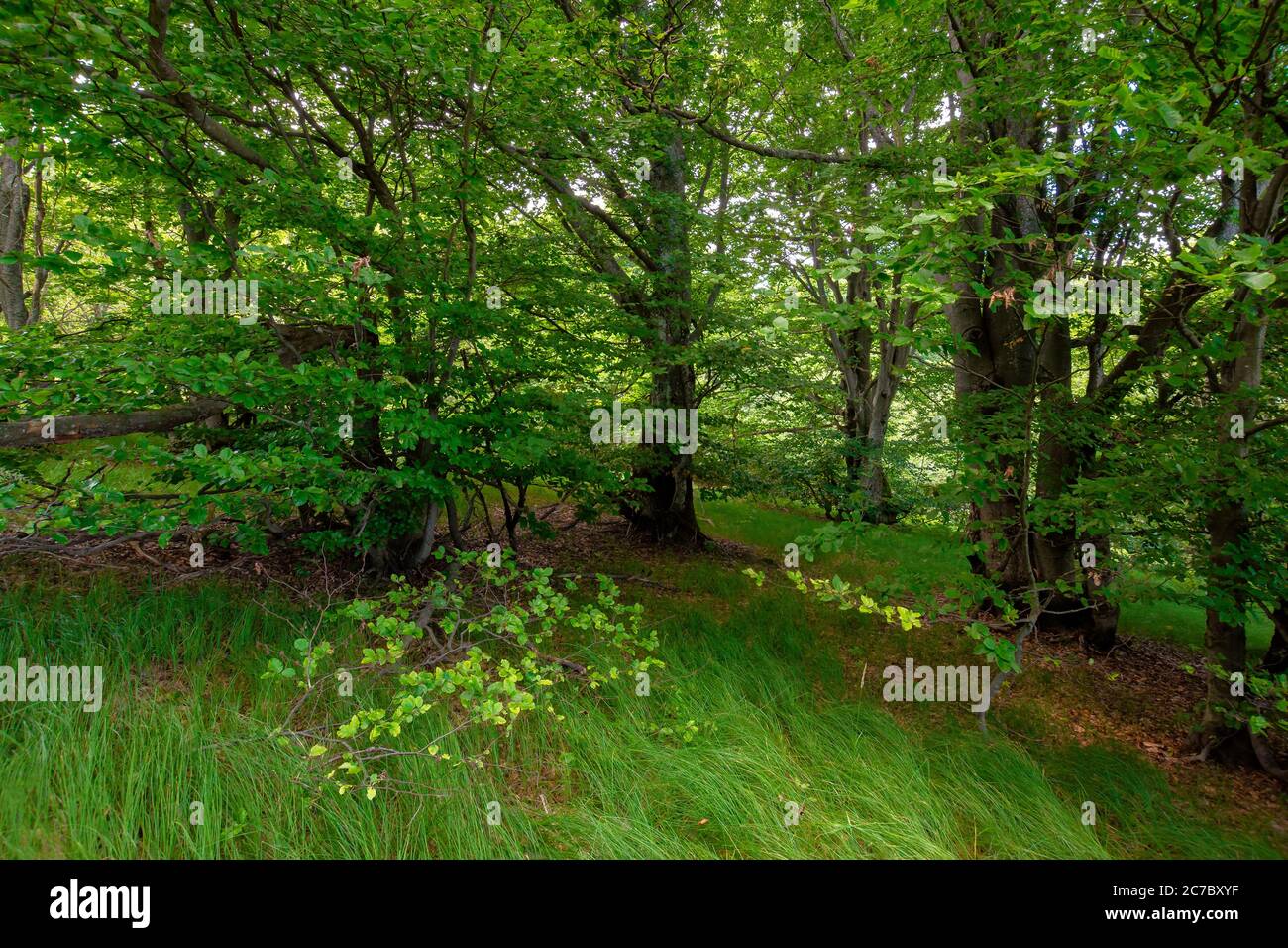 Lush green beech trees hi-res stock photography and images - Alamy
