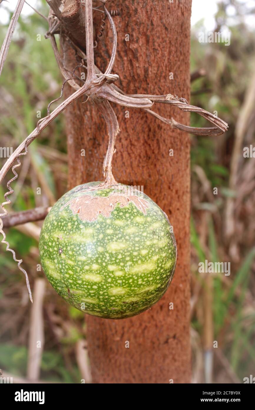 A wild melon (Lagenaria sphaerica) flower and fruit plant growing, Uganda, Africa Stock Photo ...