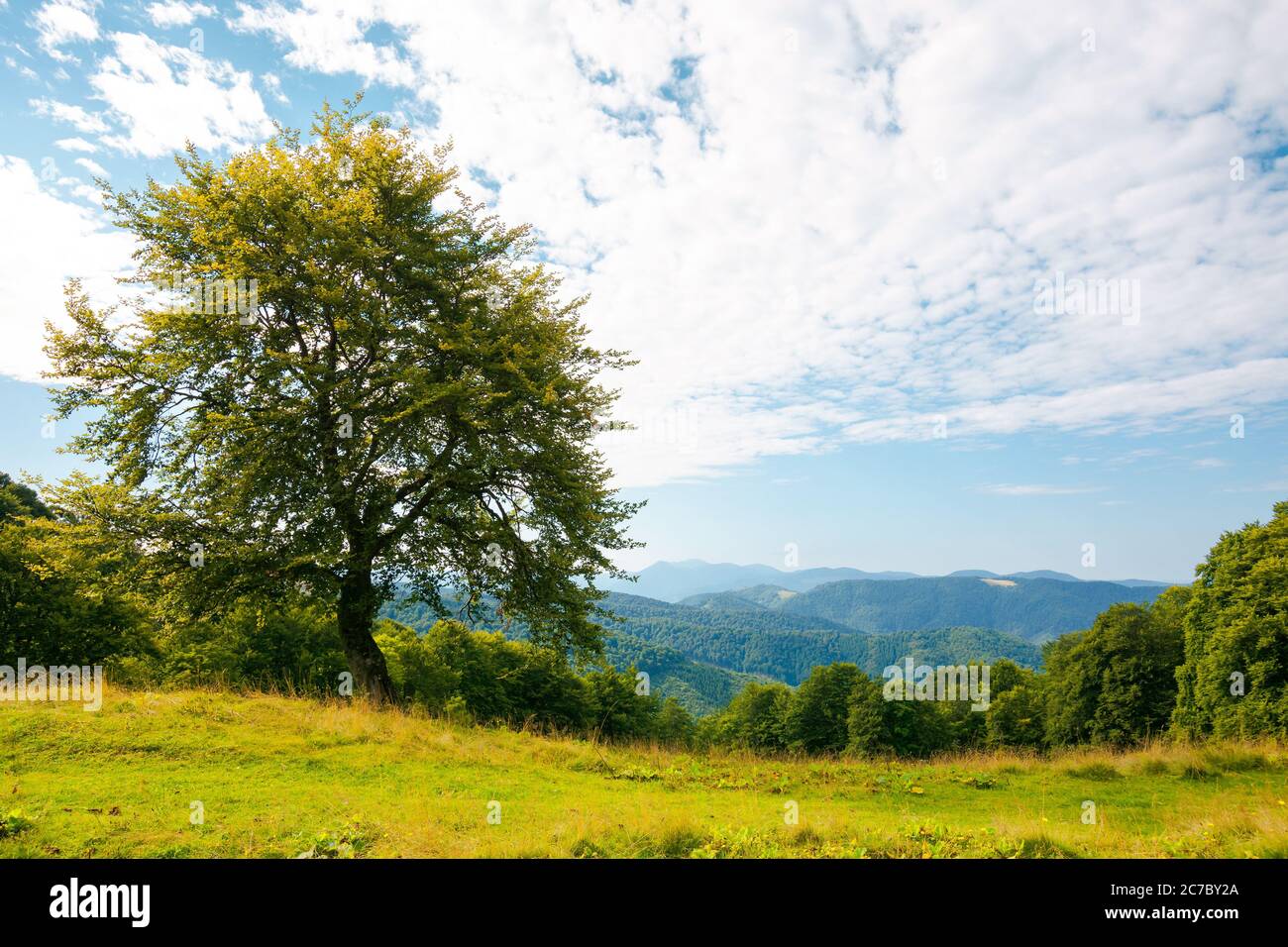 beech tree on the green alpine meadow. carpathian mountain landscape in ...