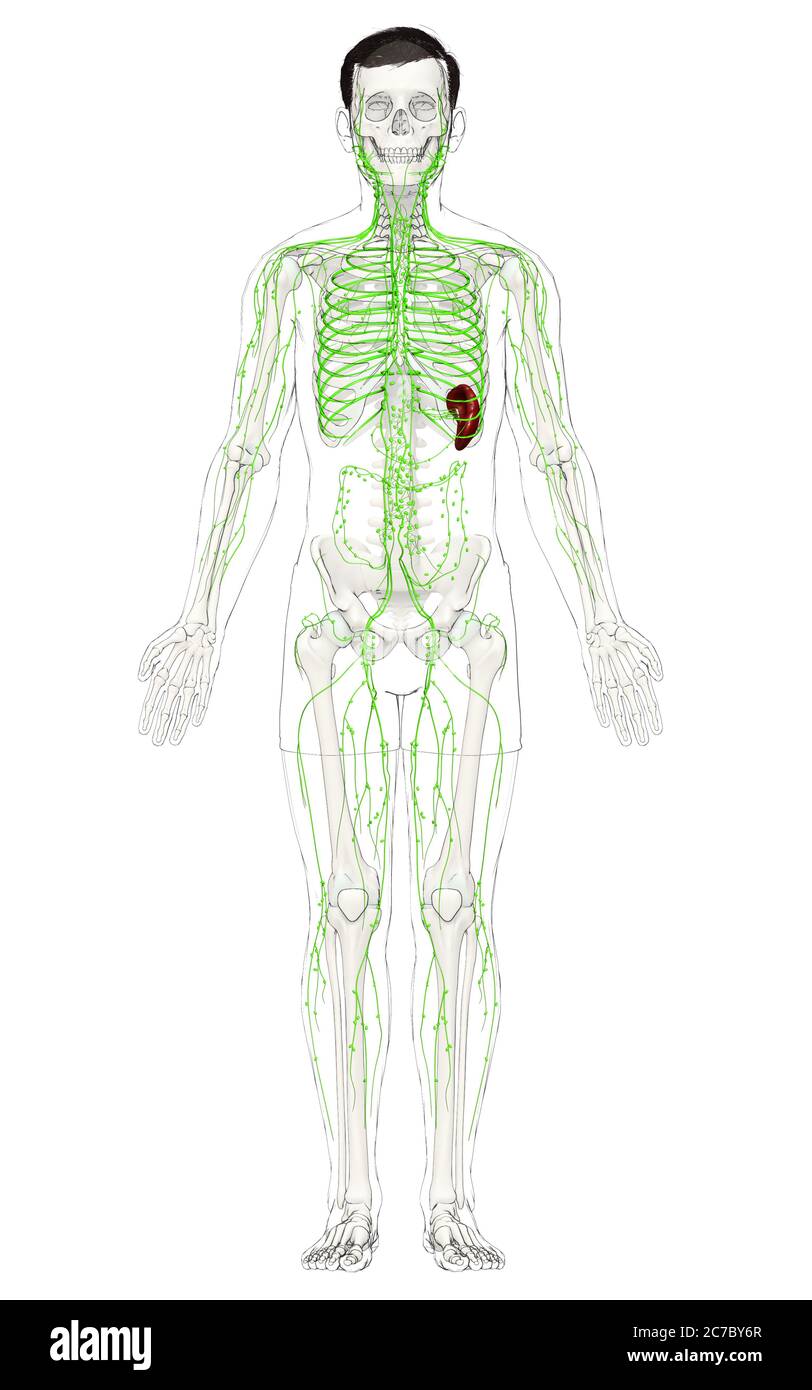3d rendered medically accurate illustration of a male lymphatic system ...