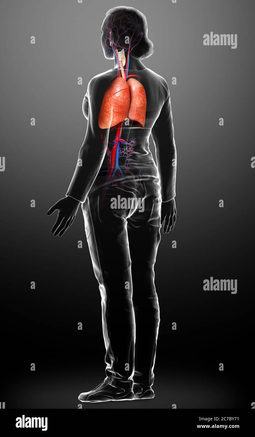 3d rendered, medically accurate illustration of a female lung anatomy ...